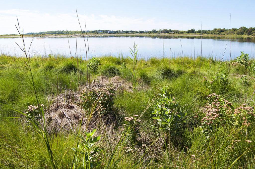 Invasive Phragmites removed from Buzzards Bay salt ponds in Dartmouth ...