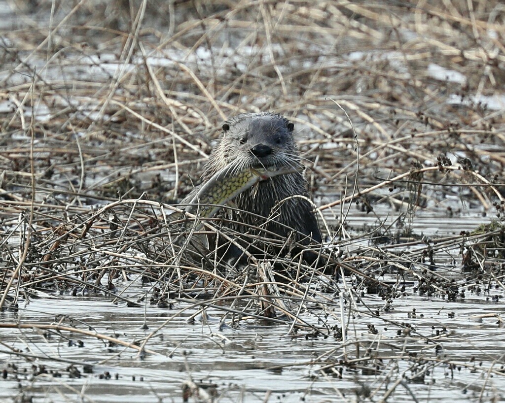 River otter sighting at Sawmill in Acushnet shows the power of urban ...
