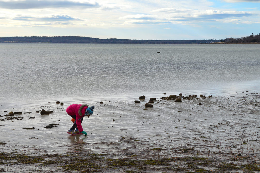 Where to go beachcombing on Buzzards Bay — and 14 objects to look for ...