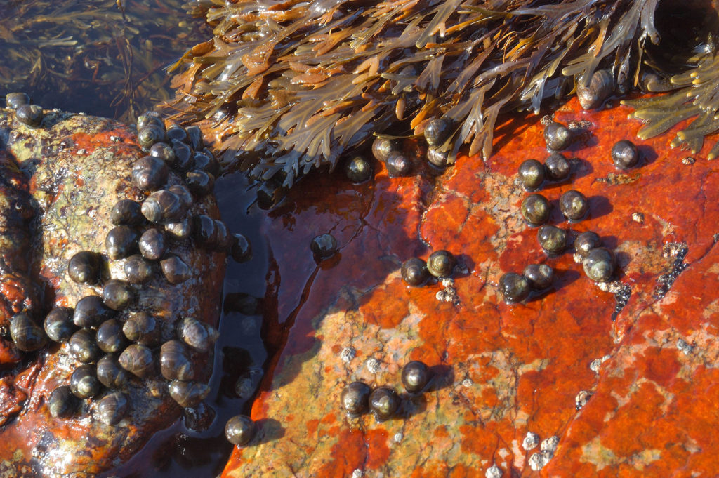 Where to go beachcombing on Buzzards Bay — and 14 objects to look for ...