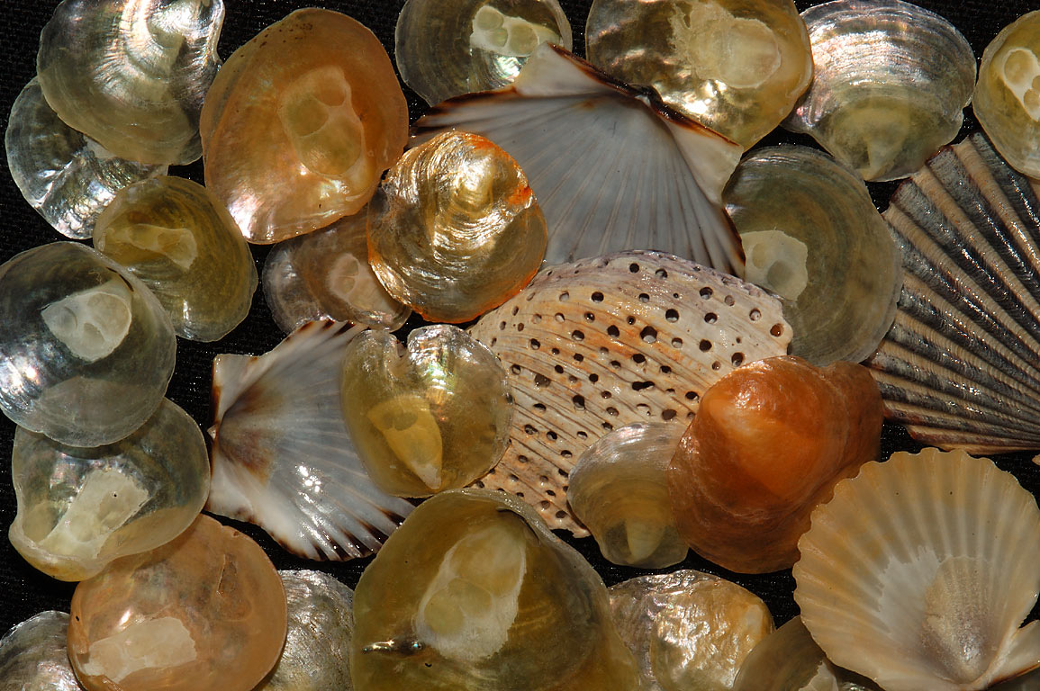 Where to go beachcombing on Buzzards Bay — and 14 objects to look for ...